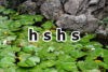 「hshs」とは？意味や使い方を解説 - キーワードノート